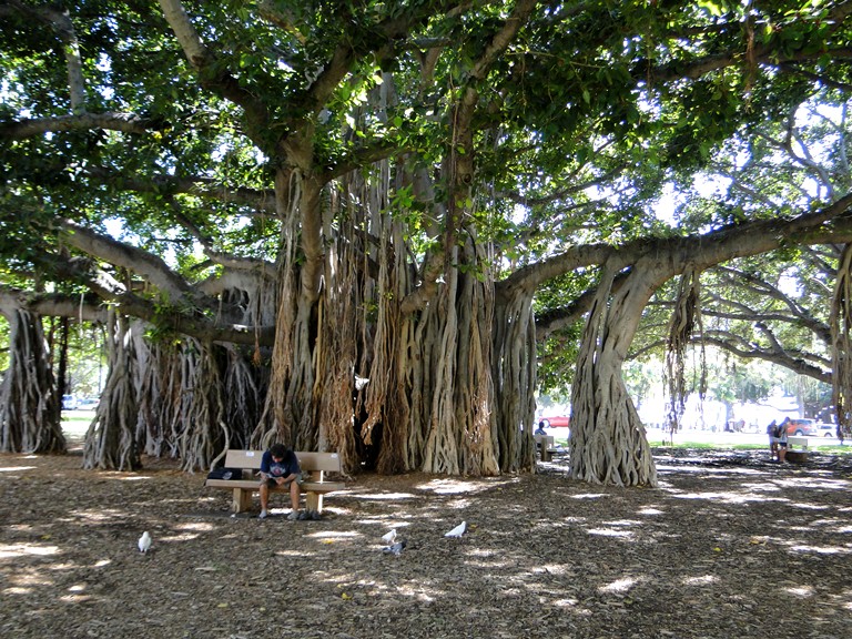 Inspiring Nature Photography By Carol Reynolds: Waikiki Banyan Trees