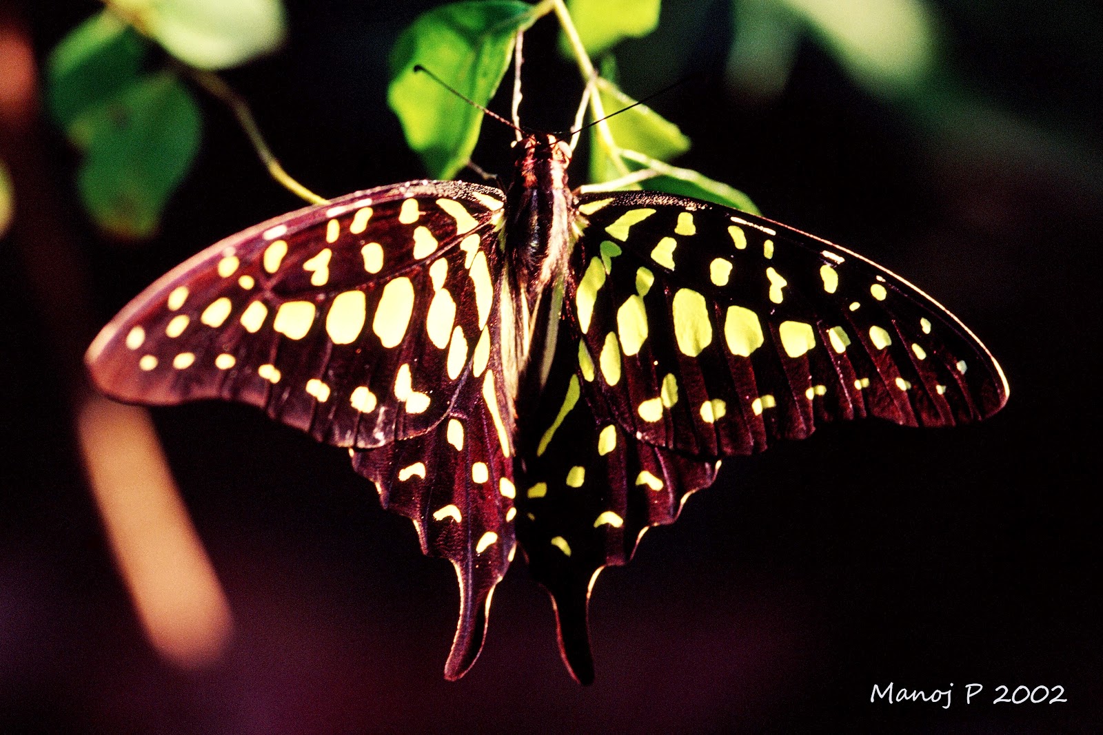 My Butterfly Garden: Tailed Jay