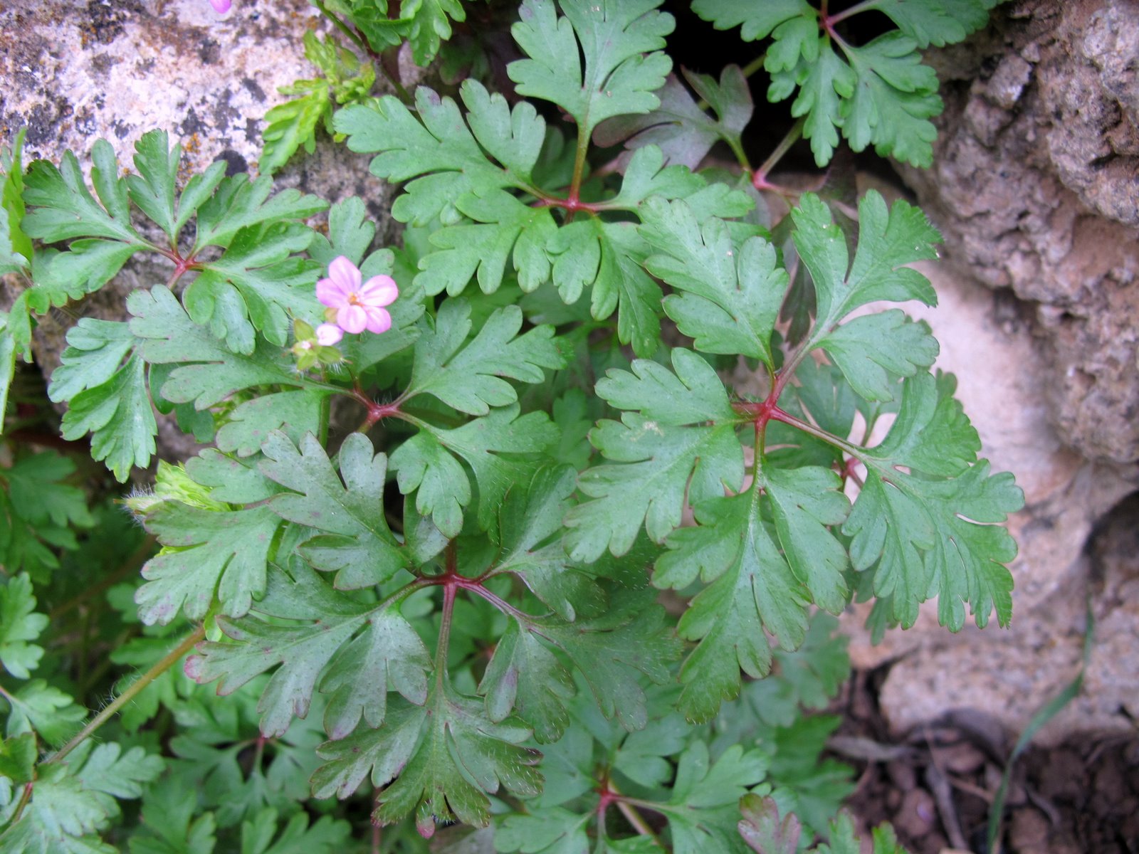 FLORA NEL SALENTO e.. anche altrove: Geranium purpureum Vill ...