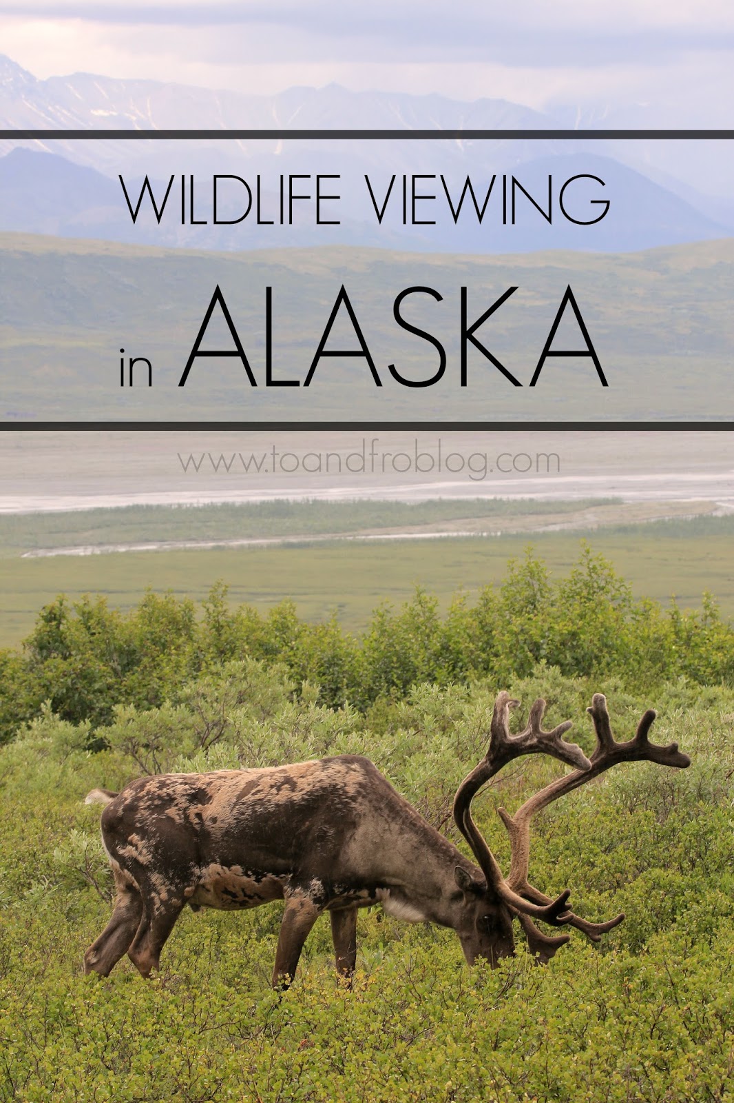 Wildlife Viewing in Alaska | To & Fro