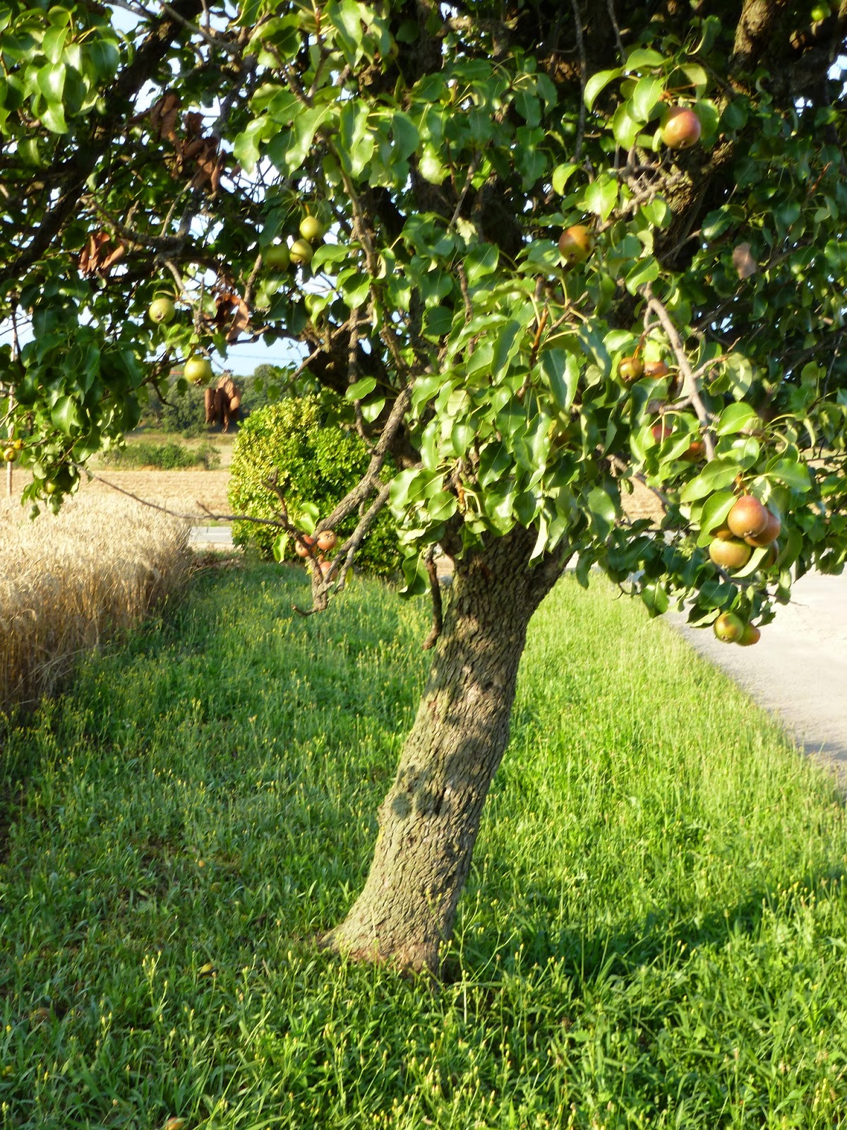 Árboles con alma: Peral. Perera. (Pyrus communis)