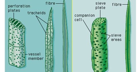 Suatu jaringan tumbuhan mempunyai komponen parenkim, trakeid, dan ...