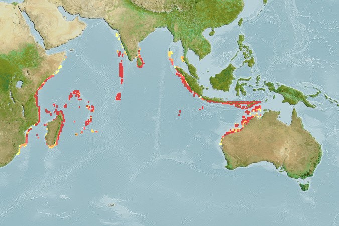 Artes de Pesca: VAMOS A PESCAR REYEZUELO