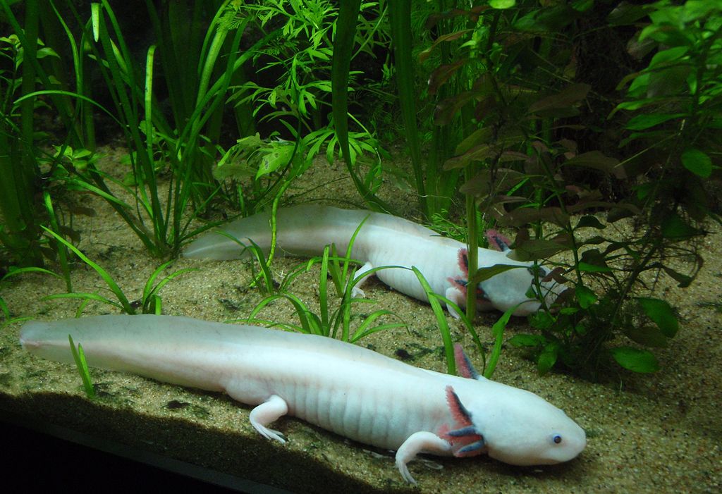 Real Monstrosities: Axolotl