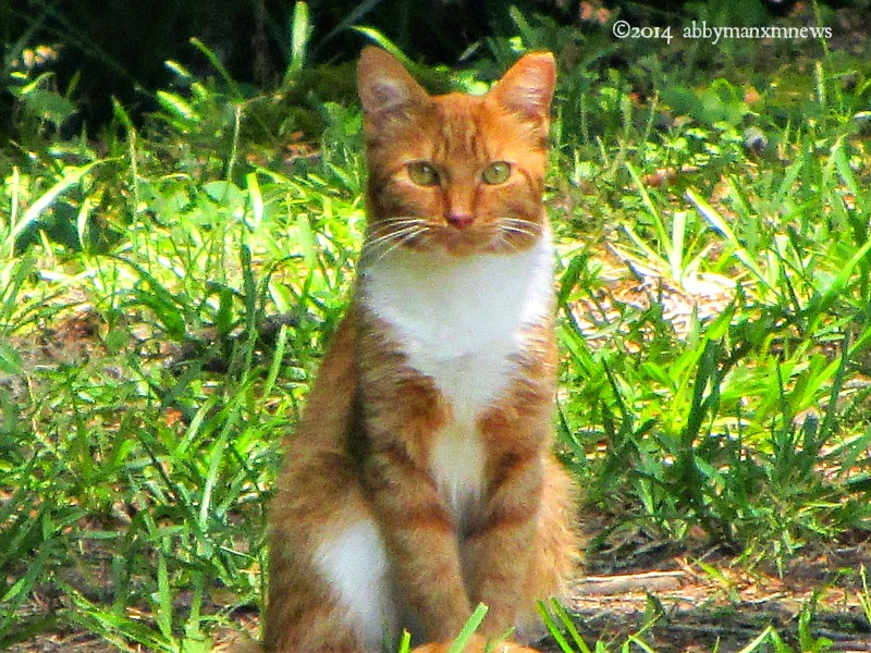 MANX MNEWS: Thankful Thursday In The Garden