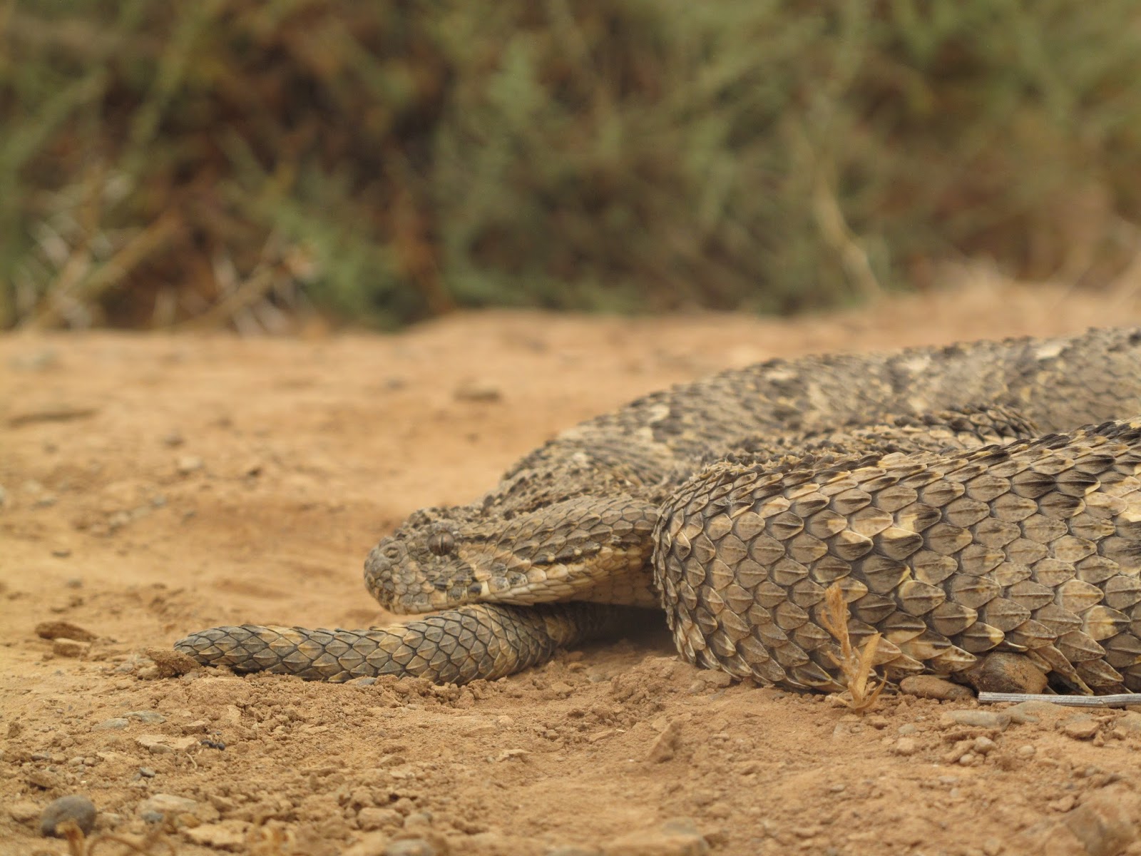 Life is short, but snakes are long: Snakes of Morocco