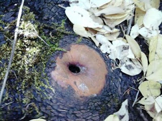 A Simple Explanation of Absolutely Everything: Toroids and Trees