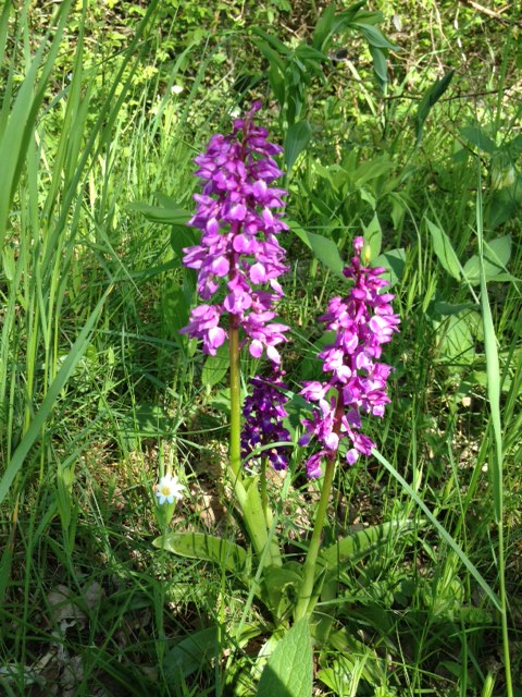 Le blog de Parcs et Jardins de L'Oise: Les orchidées sauvages...