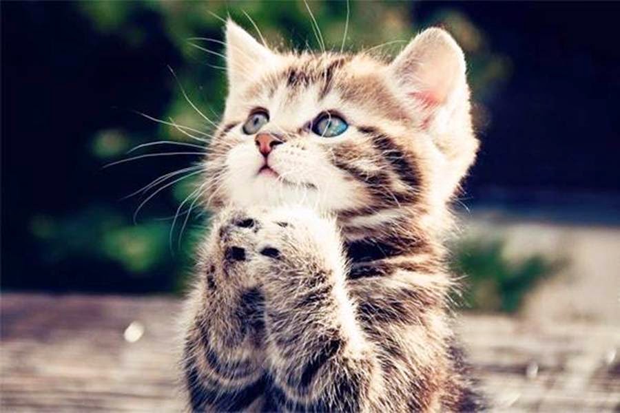 Charming collection of Photos - Amusement: Most Beautiful Animal ...