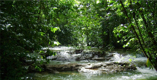 BiOjUnKiEs: La Selva Lacandona