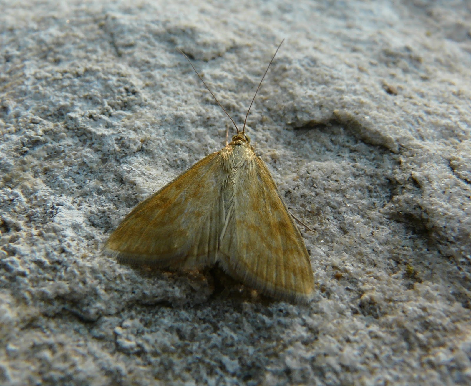 birdingexmouth: French Moths