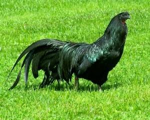 Gamefowl History ~ Rooster Village