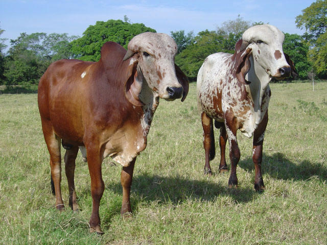 ORIGEN DE LA RAZA GYR | Ganadería del siglo XXI