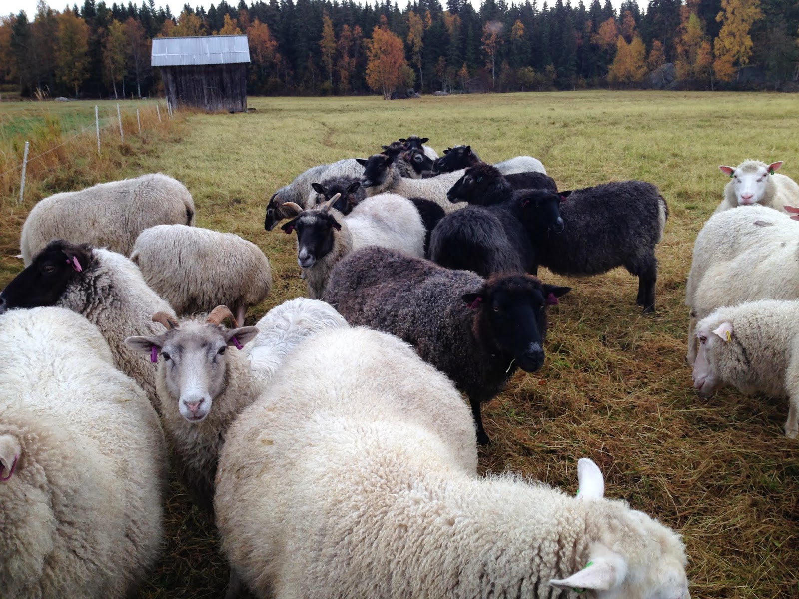 Hillevis Trådar: Åland sheep and Finnsheep