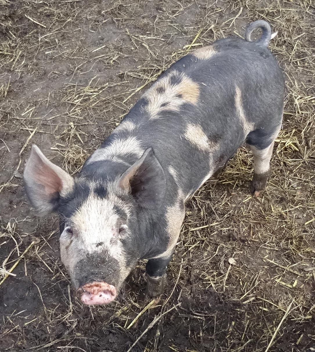 MAD MEAT GENIUS: PIGS