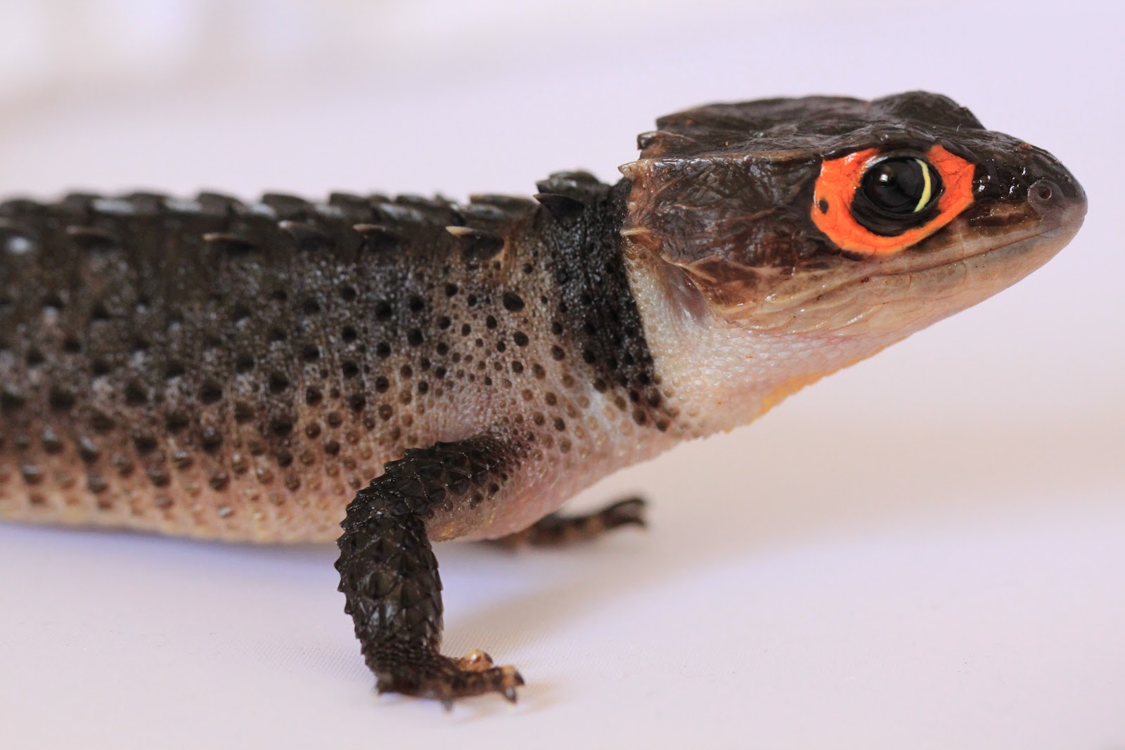 SoCalHerps: Red Eye Croc Skinks