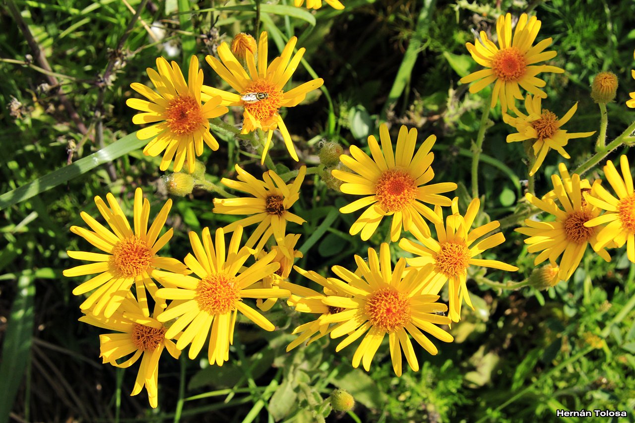 Flora Bonaerense: (Senecio selloi)