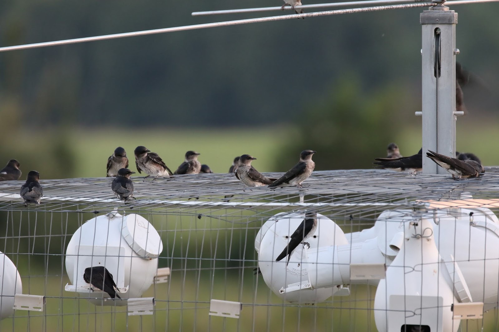 The Birds & The Bees: The Grand Finale to a Great Purple Martin Season