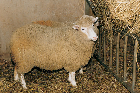 IMÁGENES Y FOTOS DE ANIMALES: Oveja