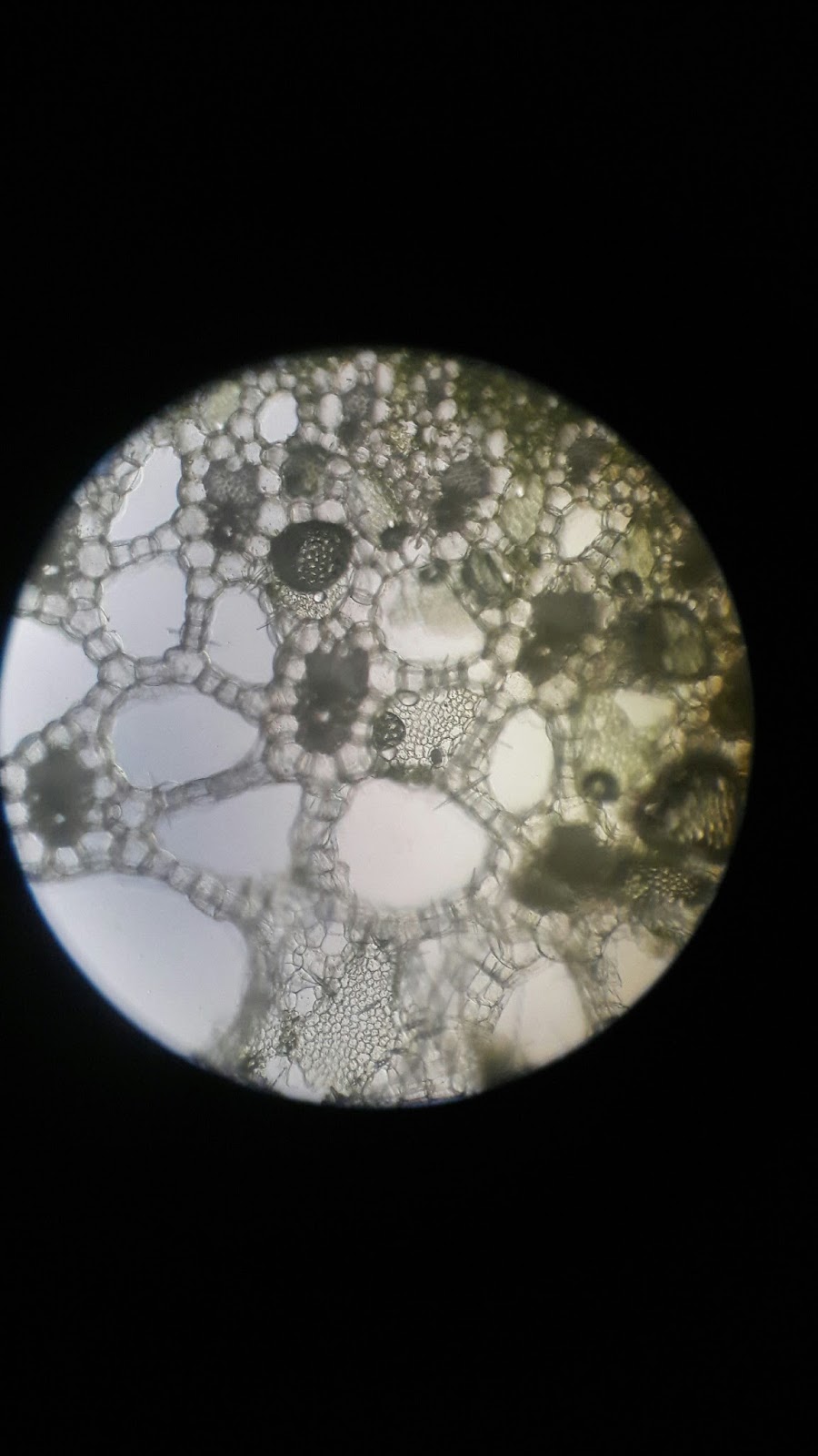 TEKNIK PEMBUATAN PREPARAT SEGAR