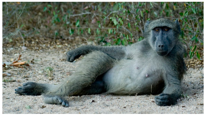 Spikkels die Bobbejaan ~ Riaan Palmer en die Heilige Koeie