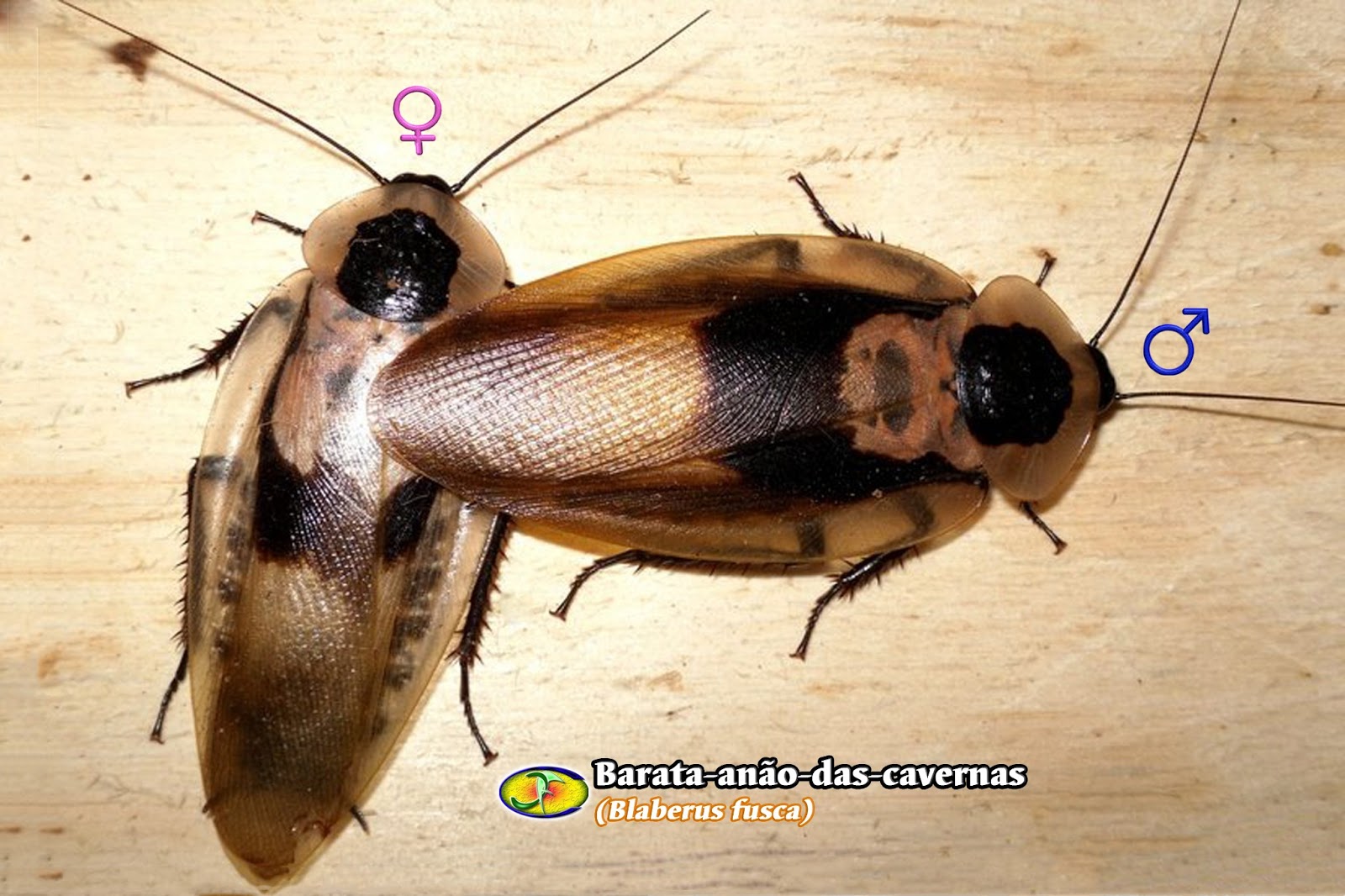 Fauna: Barata-anão-da-caverna (Blaberus fusca)