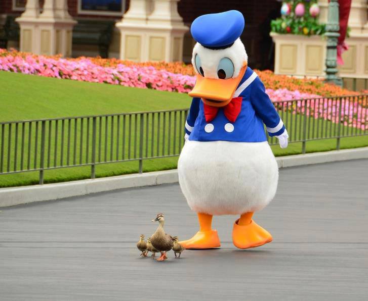 Miong21 @ Blogspot: Donald Duck vs. Real Ducks