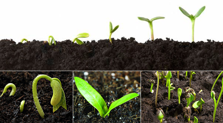 Organic fertilizer synergist improve seed germination for vegetable seed