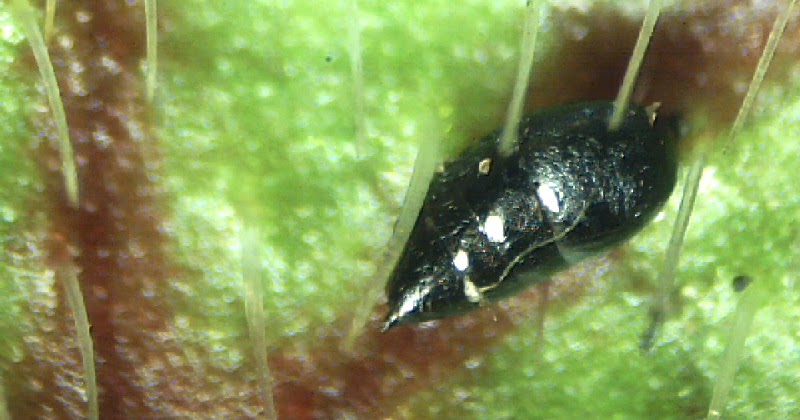 Bug Obliterating Plant: Dissecting Microscope Images
