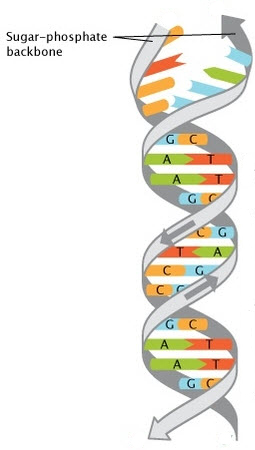 The Ultimate Family Historians: Evaluating new Big Y changes