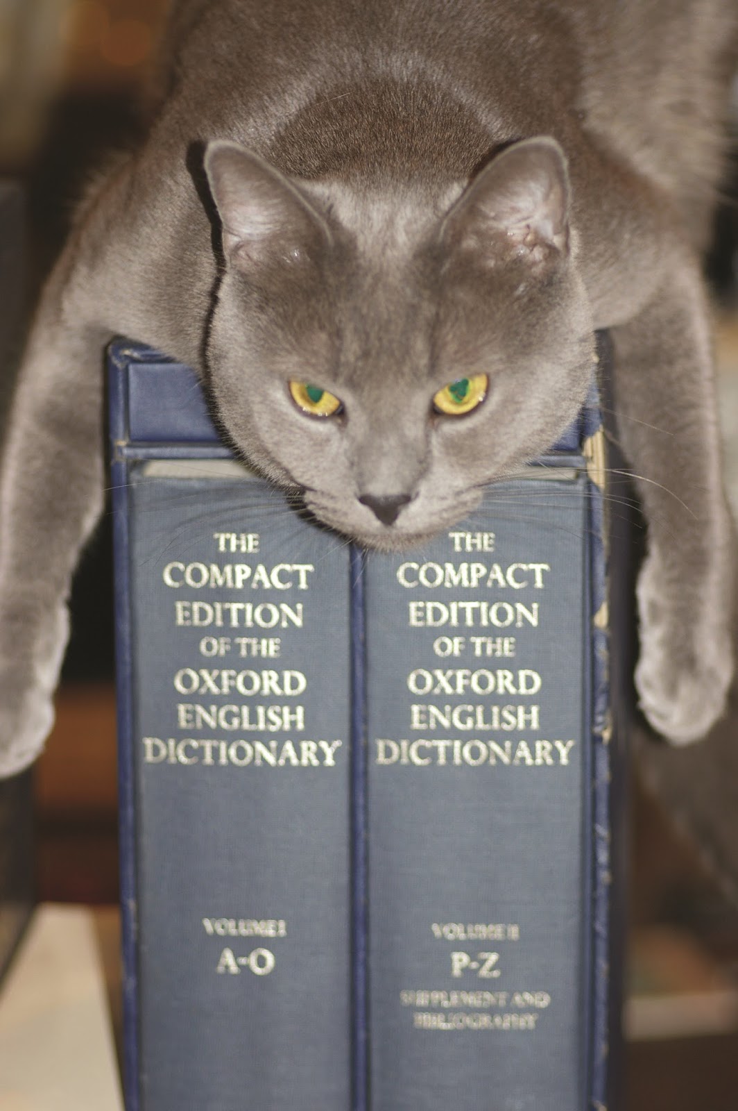 Cat and DOG Chat With Caren: Cat Book Review and Give-Away:Bookstore ...