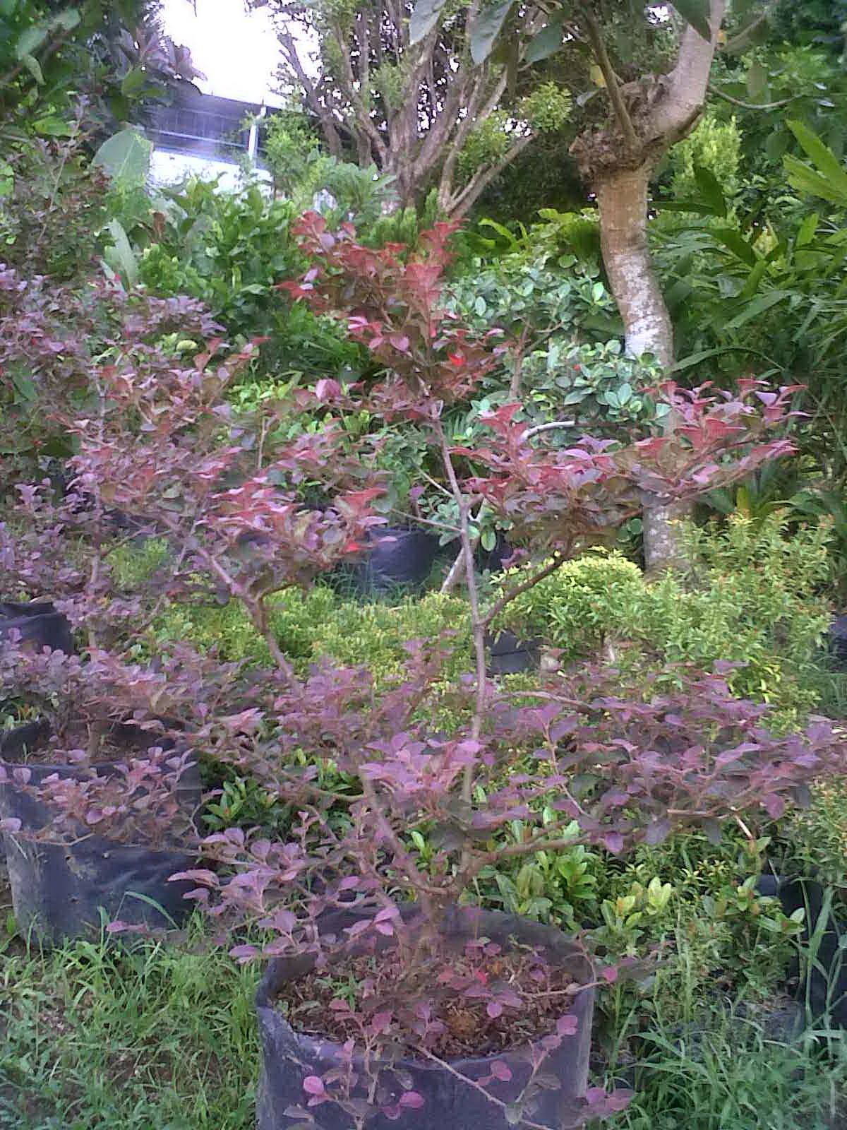 2014 ~ Menjual Jenis: Bunga,Pohon,Buah