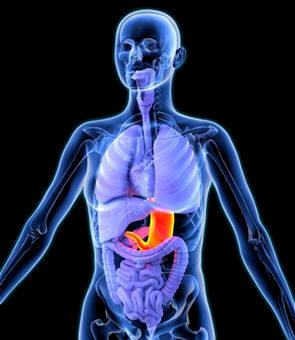 ANATOMÍA HUMANA: APARATO DIGESTIVO