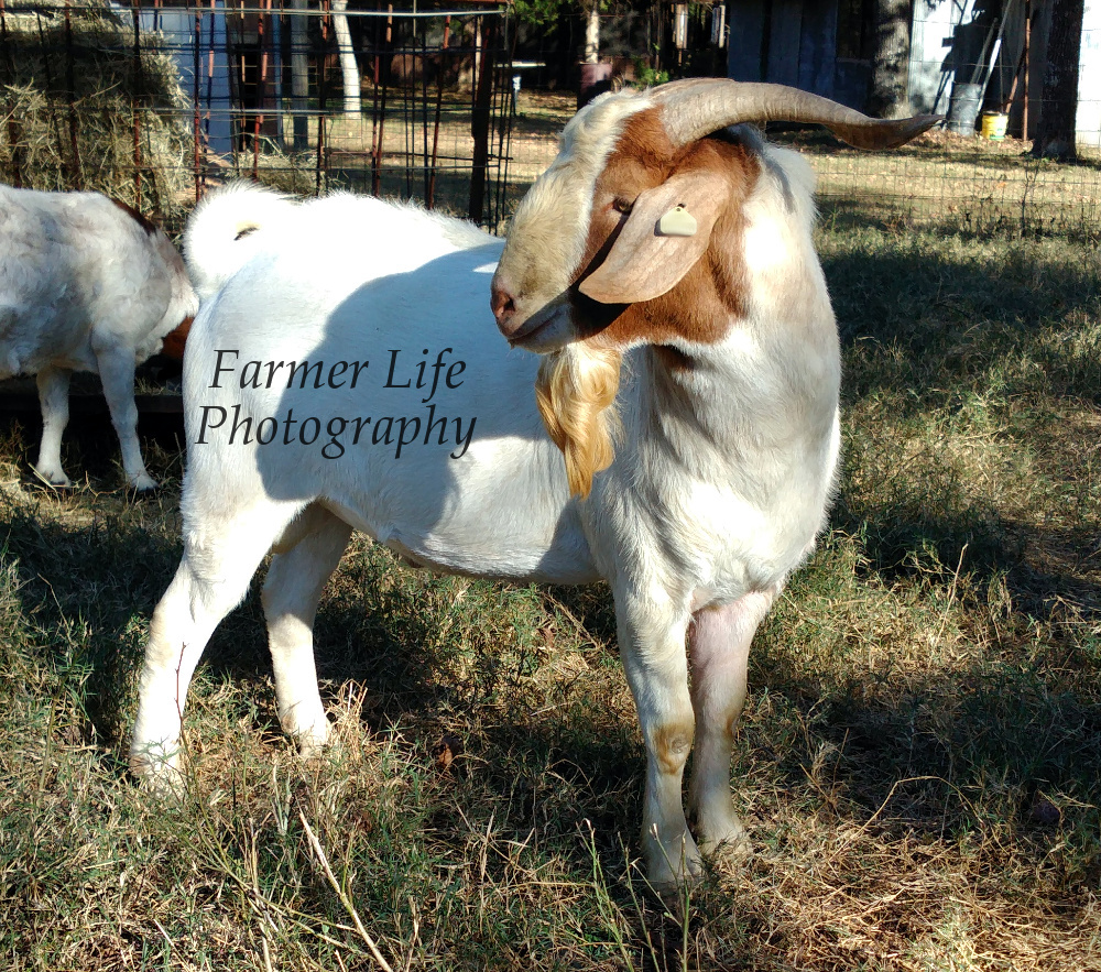 Living A Farmer's Life: The Boers