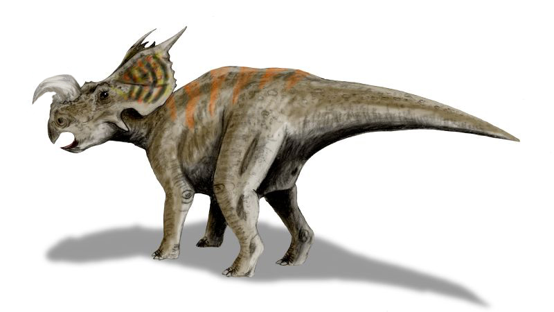 FAMILIA CERATOPSIDAE: DINOSAURIOS: FAMILIA CERATOPSIDAE