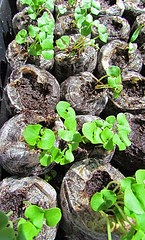Protect Those Plant Seedlings With Tarps ~ Tarp Surplus