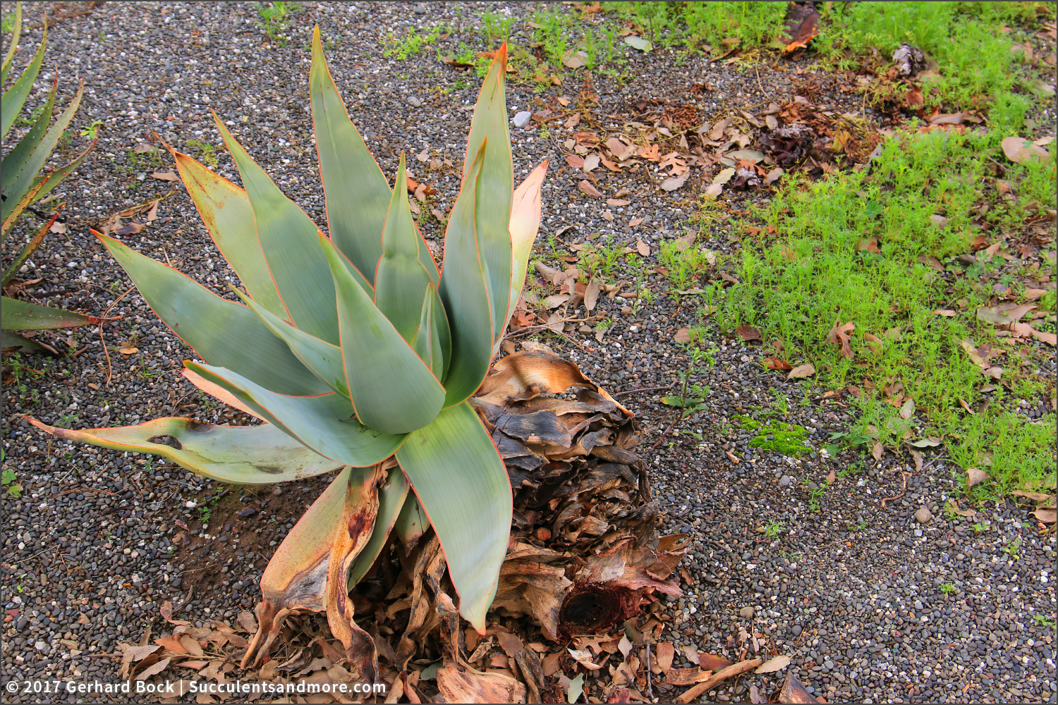 First 2017 await at the aloes at UC Davis
