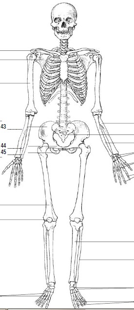 Anatomy Made Easy: Arthrology, The Defination of Arthrology