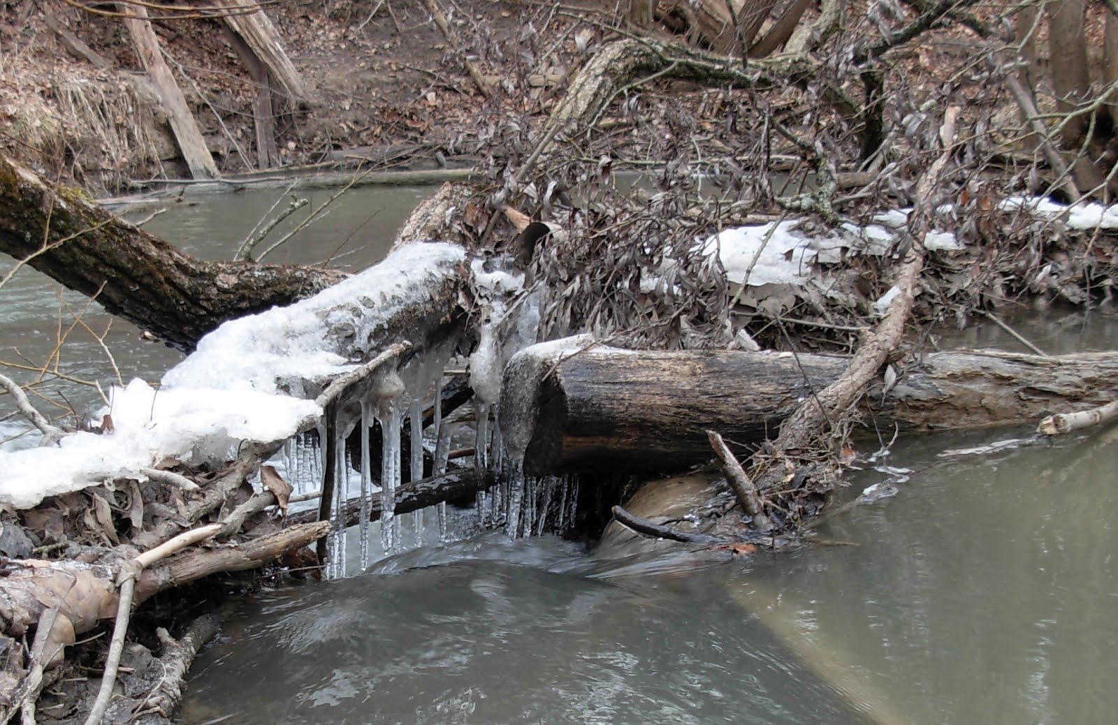 Dundas Valley Outdoors: Winter Wonderland on the Spring Creek Trail