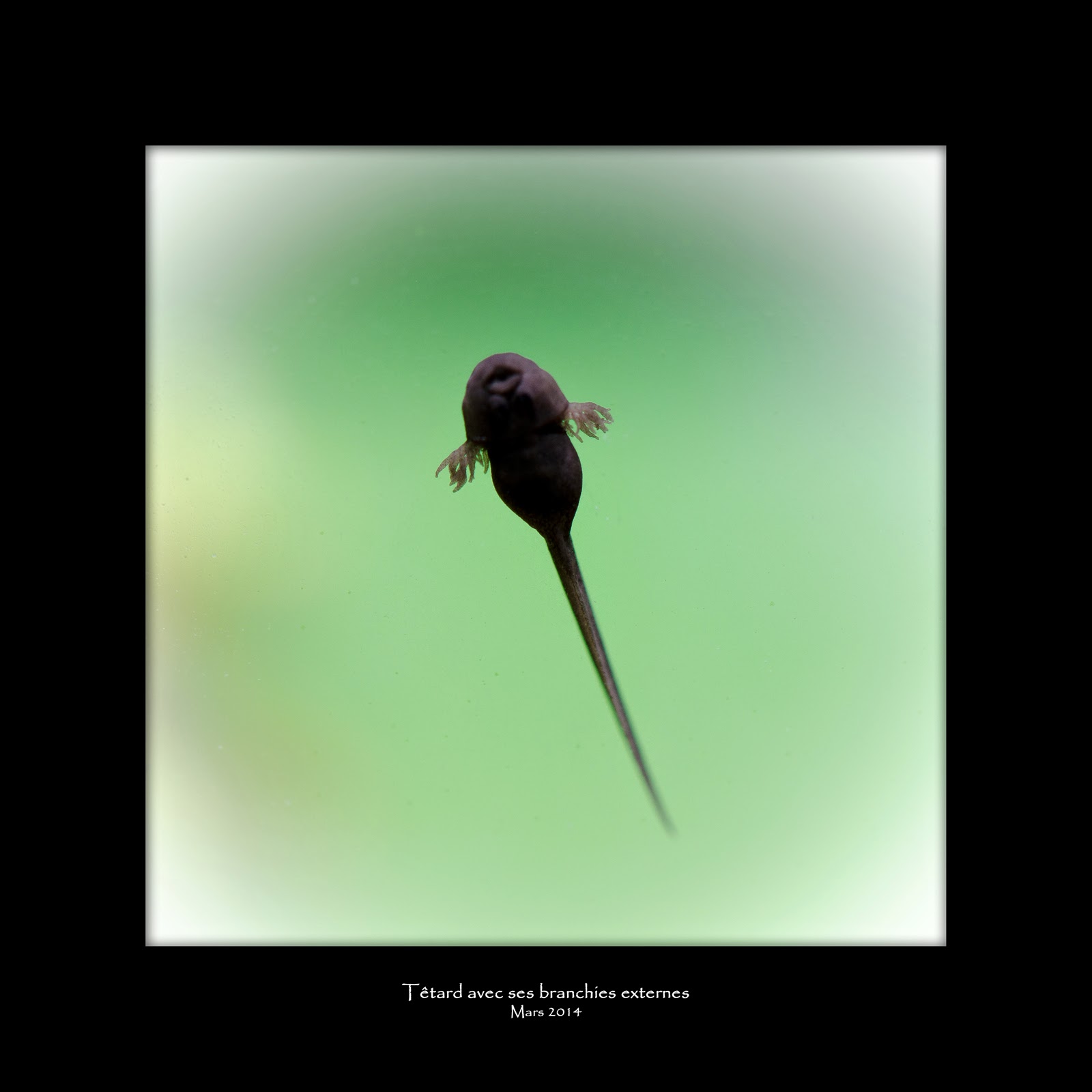 Observations Numériques: Têtard