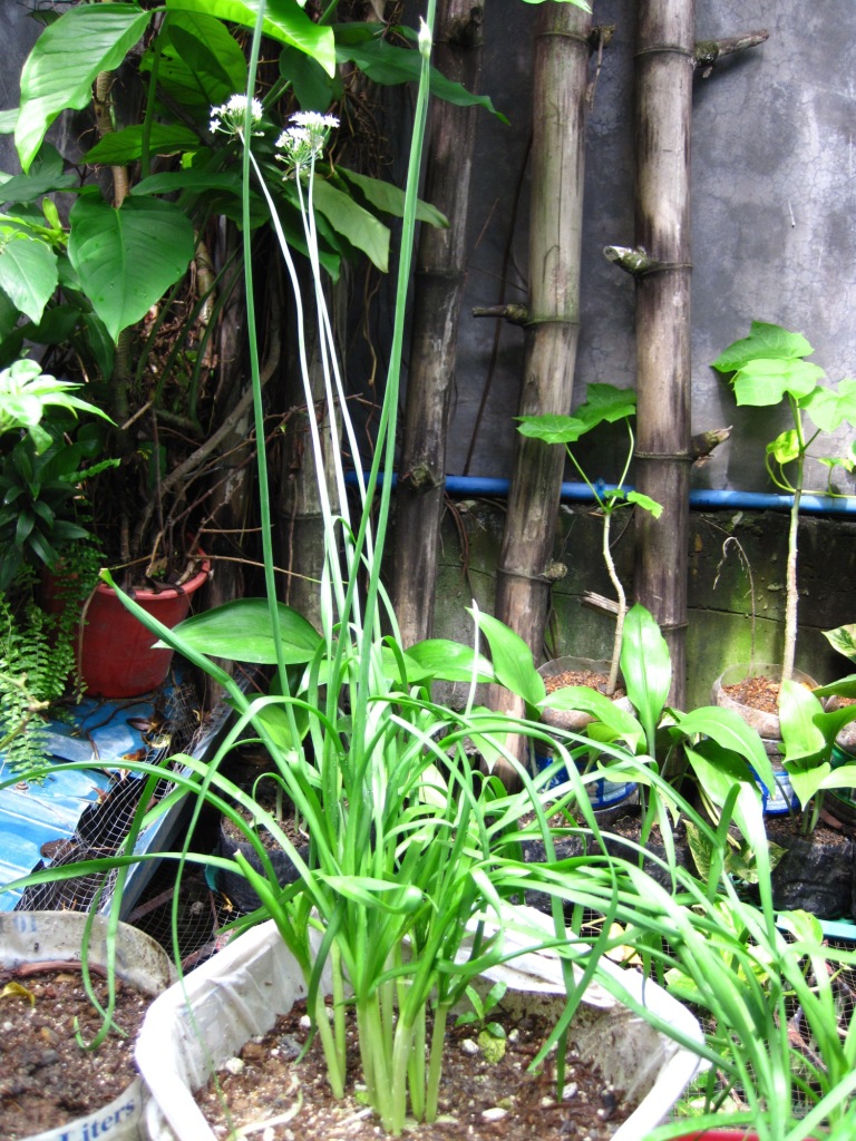 Barefootroamer: The Medicinal Value of Chinese Chives (Kut sai/Kutsay ...