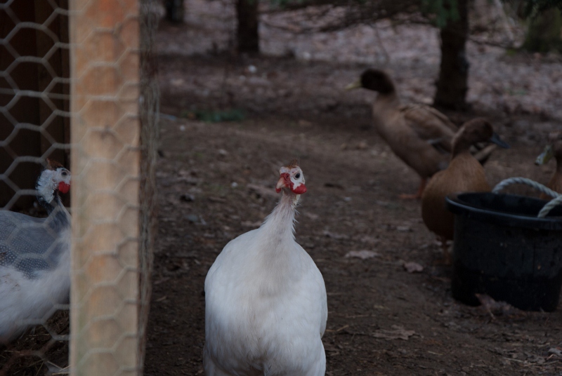 The only white baby chick - Murano Chicken Farm