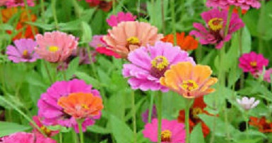 tokobungakarangan: Menakjubkan, Bunga Ini Mekar di Luar Angkasa