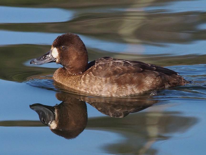 Colin Blogs: Birds I'm Watching: Scaup at Lake Ralphine