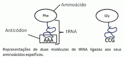Resumos de Biologia: O código genético e a tradução