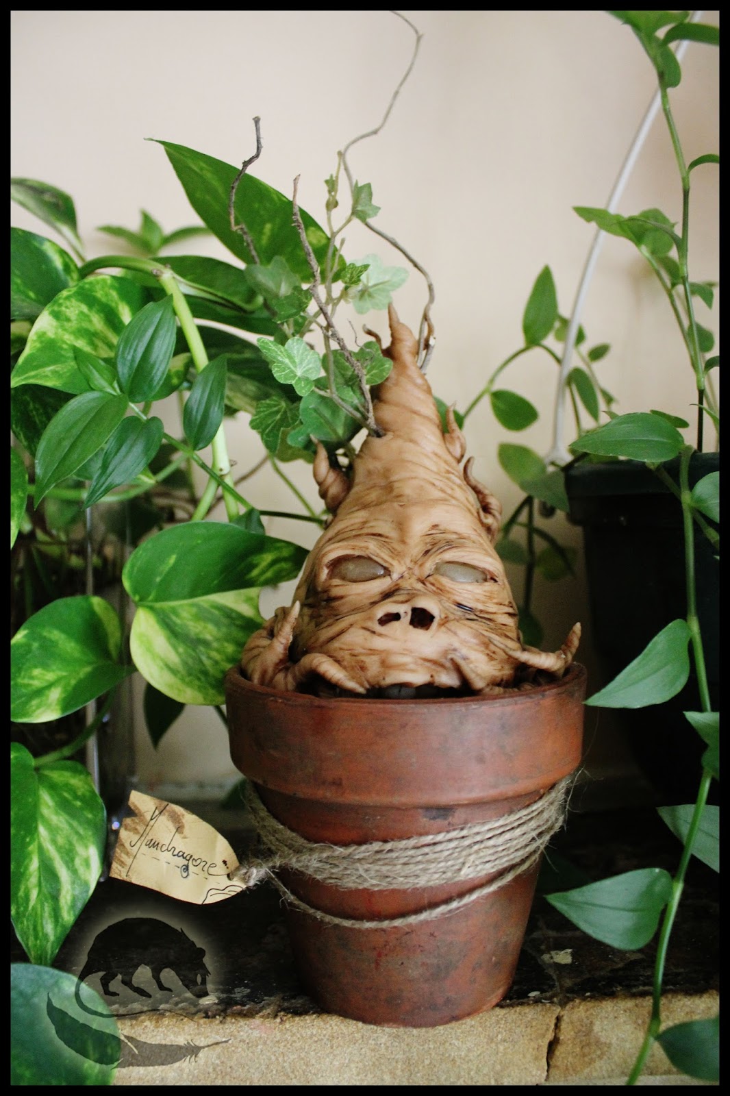 le rat à la plume: Mandragore