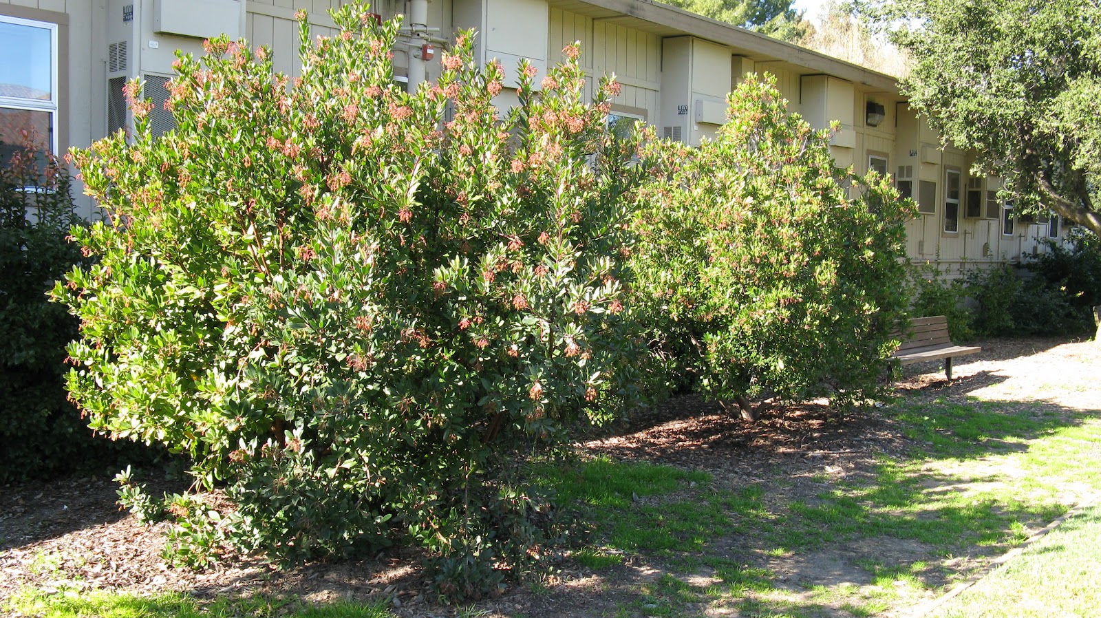 Trees of Santa Cruz County: Arbutus unedo