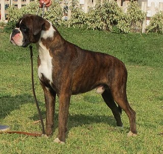 mythos boxers: Machos