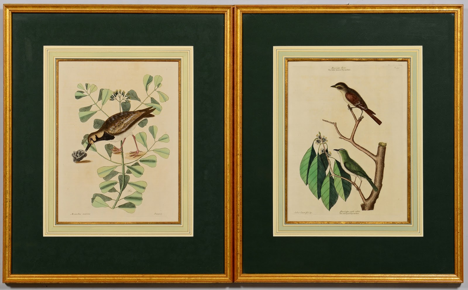 The Peak of Chic®: Catesby Engravings at Auction