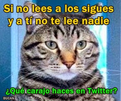 Gato sube o baja escaleras: duda dilema | Sobaco Global